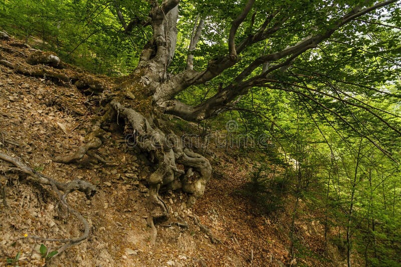 Old tree with big roots stock photo. Image of creek, hollow - 58950722