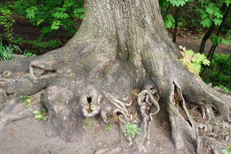 Old Tree with Big Roots in Green Forest. Mighty Roots of a Majestic ...