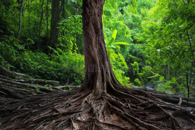 Old Tree with Big Roots in Green Jungle Stock Image - Image of organic ...