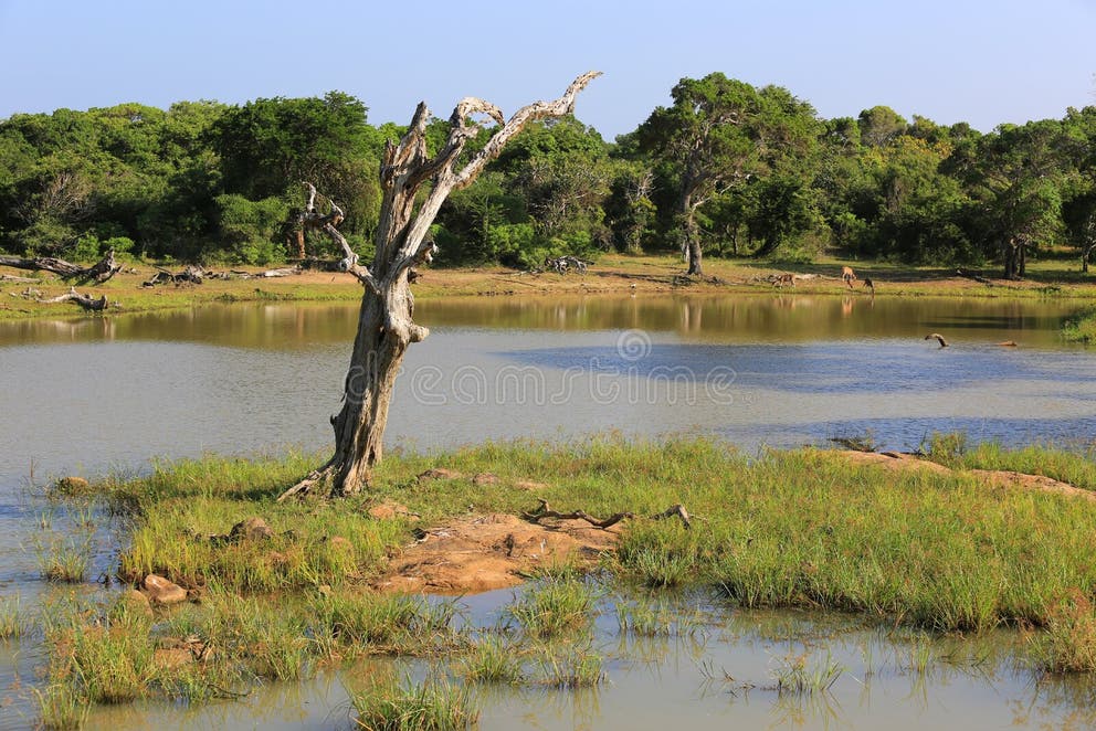 Old tree on bog stock image. Image of jungle, safari - 37621225