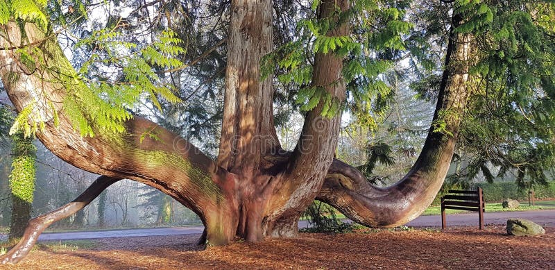 Old Tree Low Hanging Branches in a Forest Stock Photo - Image of leaves ...