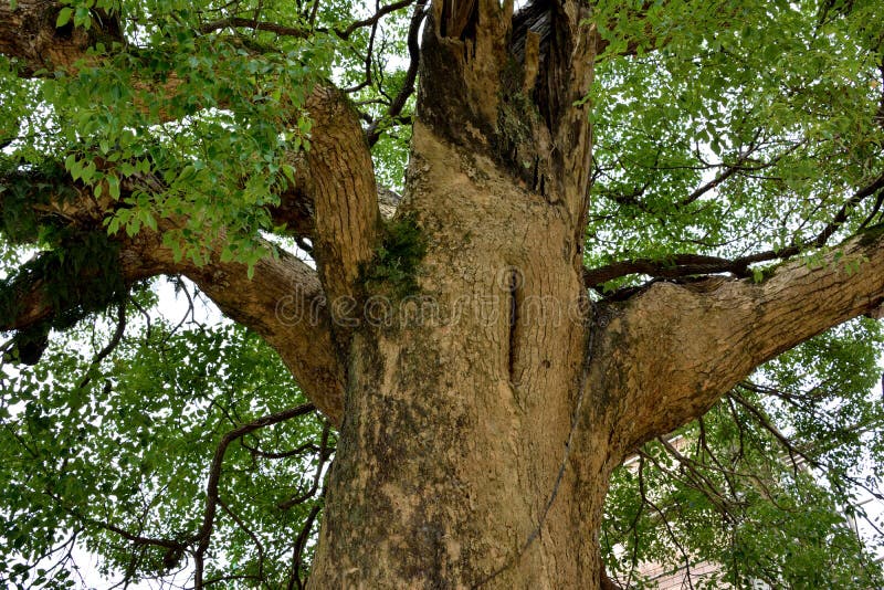 An old tree stock photo. Image of extend, leaves, branch - 31687088