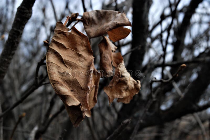 Old Tree Branch with Liken Texture with Brown Background Stock Photo ...