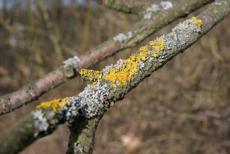 Old tree branch with moss stock photo. Image of jungle - 88054028
