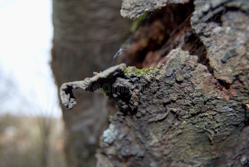 Old tree branch with moss stock photo. Image of tranquil - 88054044