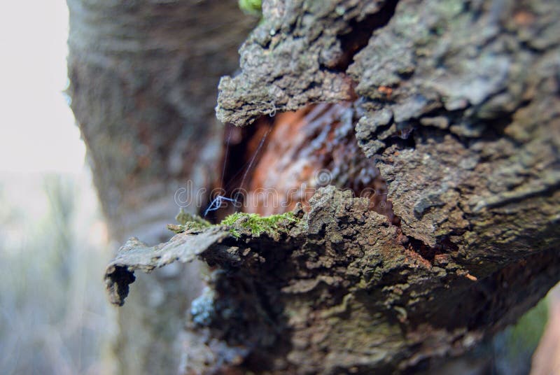 Old tree branch with moss stock photo. Image of detail - 88054168