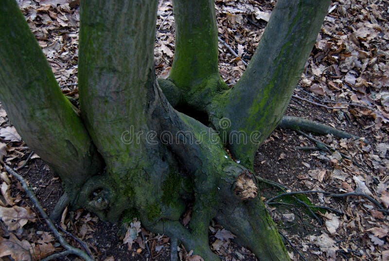 Old tree branch with moss stock photo. Image of macro - 88054180