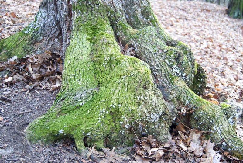 Old tree branch with moss stock photo. Image of green - 88054196