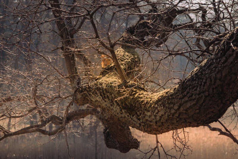 Old Tree Branch with Moss in the Sunlight, Aesthetic Nature Landscape ...