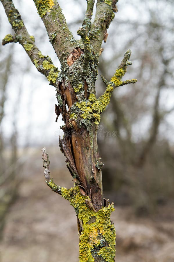 An Old Tree Branch Overgrown with Moss. Stock Image - Image of ...