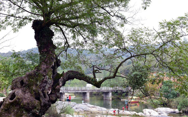 Old Tree Branches and Bridge on River Editorial Stock Image - Image of ...