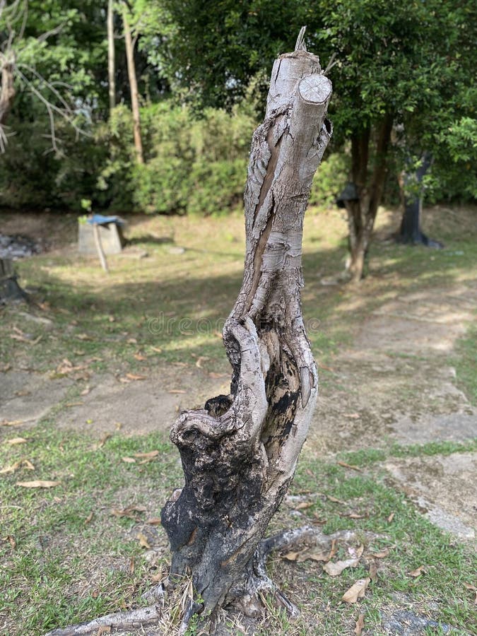 Old tree branches stock image. Image of organic, plant - 313060083