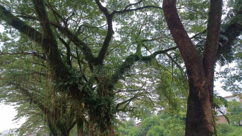 Old Tree Branches are on the Edge of the Road and River Stock Image ...