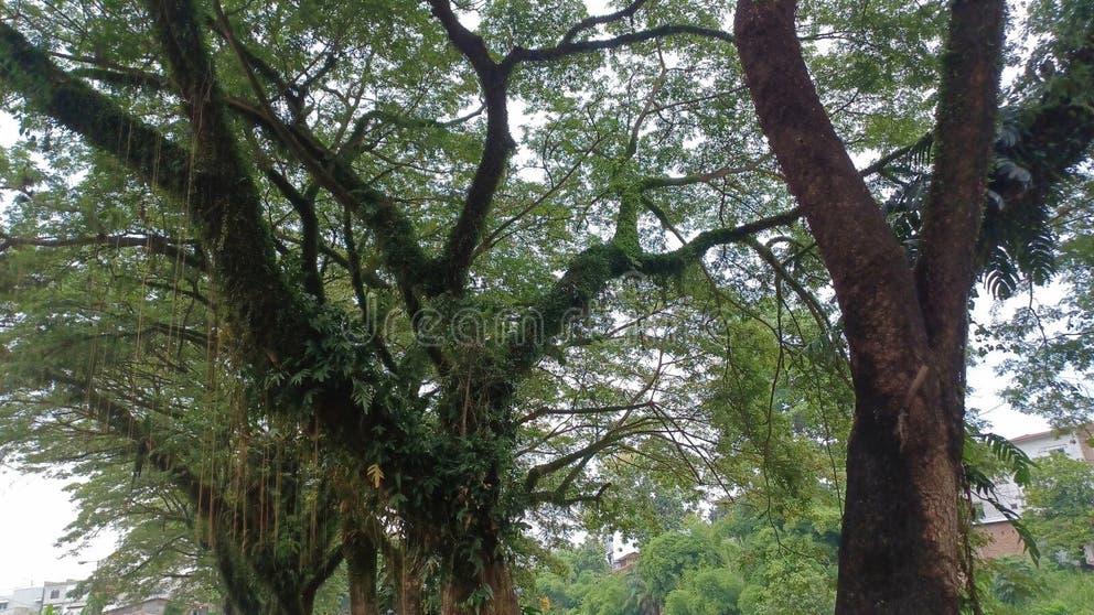Old Tree Branches are on the Edge of the Road and River Stock Image ...