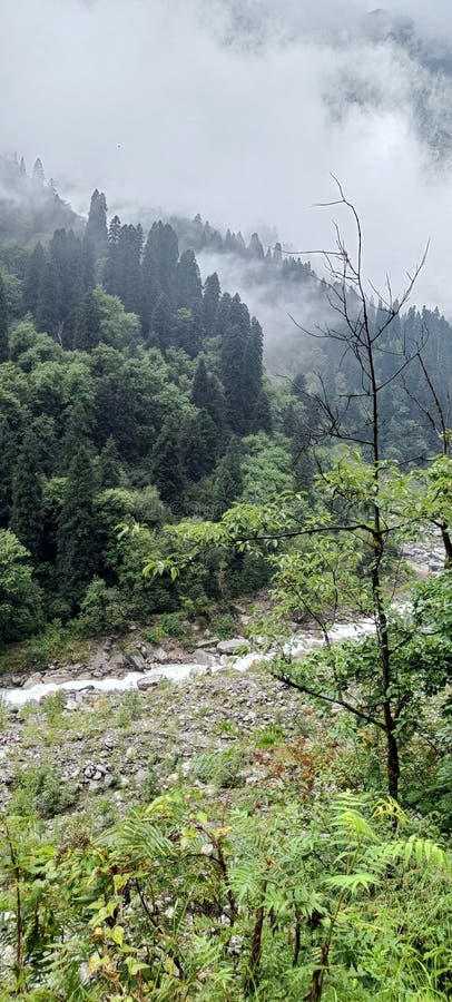 Old Tree Branches Green View Jungle Forest Cloud Stock Photos - Free ...