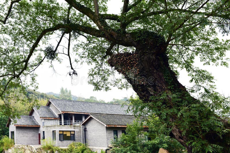 Old Tree Branches and Houses Stock Image - Image of outdoors, tourist ...
