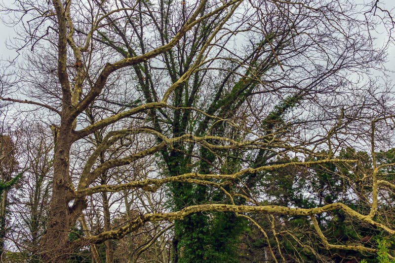 Old Tree Branches without Leaves Stock Photo - Image of nature, rain ...