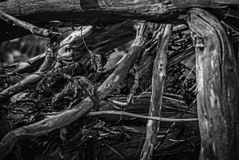 Old tree branches stock image. Image of leaf, abstract - 99992197