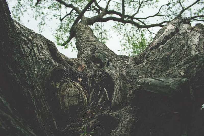 Old Tree Branches. Vintage Look Image Stock Image - Image of vintage ...