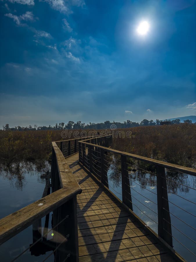 Old Tree Bridge Over the Water To the Nature Reserve Stock Photo ...