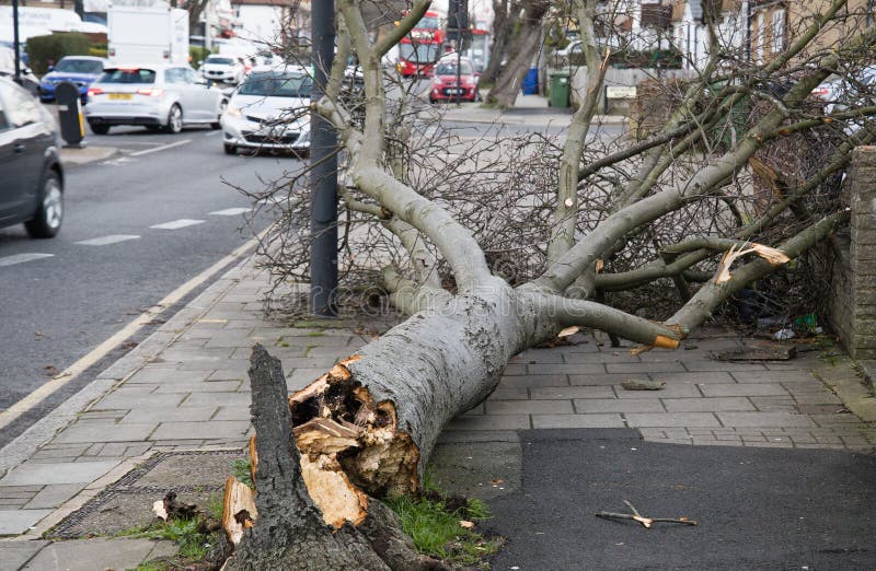Old Tree Broken by Extremely High Wind Stock Photo - Image of tree ...