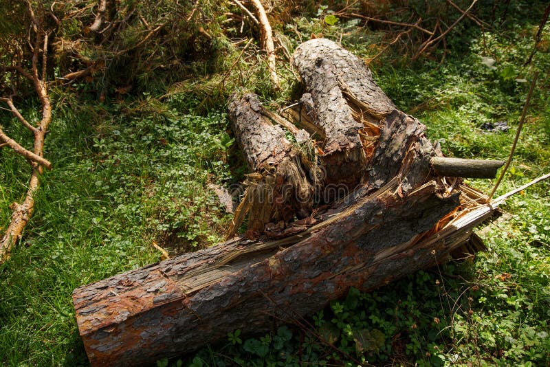 The Old Tree is Broken, Fallen and Lying on the Green Grass Stock Image ...