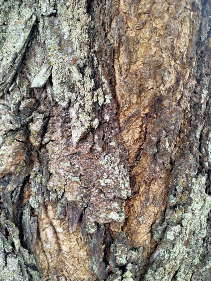 Old tree broken skin stock photo. Image of scratch, forest - 291913496