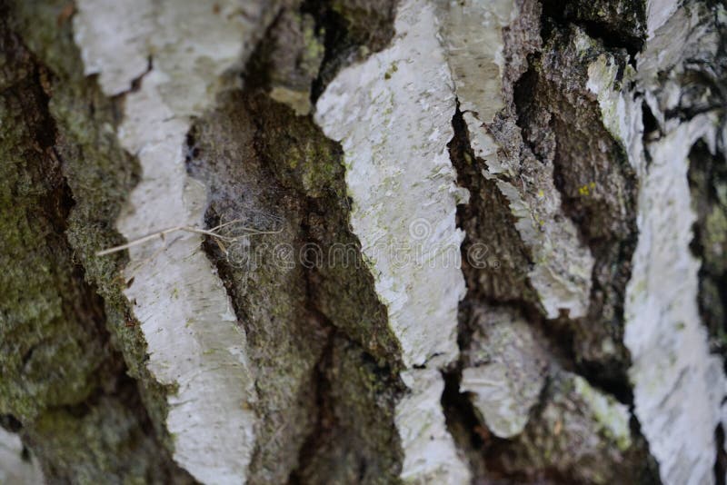 Old Tree Buck Patterns Rough Stock Image - Image of thick, seattle ...