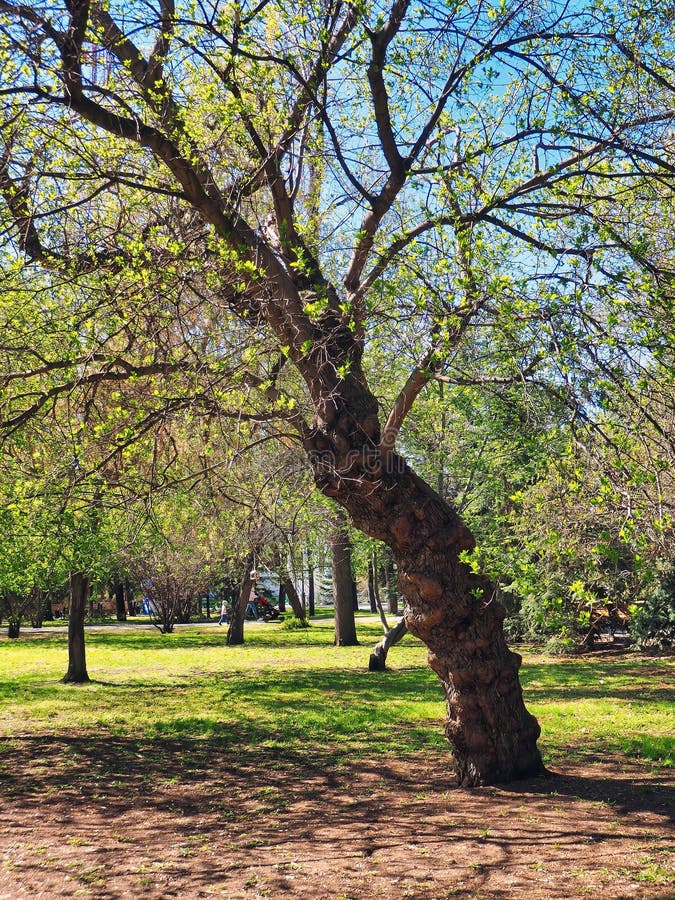 Old Tree with a Bumpy Uneven Trunk Stock Photo - Image of huge ...