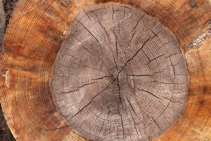 Old Tree Carved with Annual Rings. the Texture of the Old Stump Stock ...