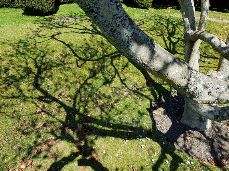 A Tree Casting a Shadow on a Lawn. Stock Photo - Image of grass, soil ...