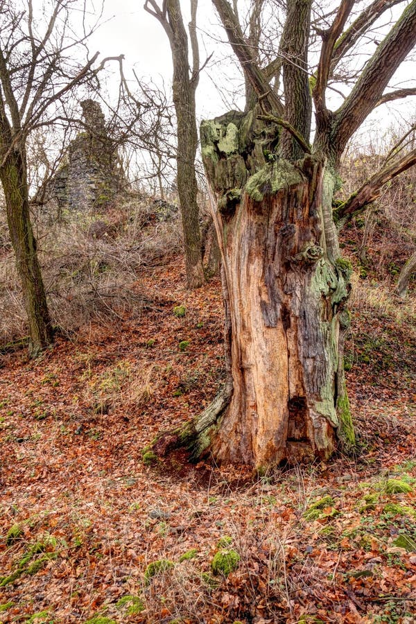 Old Tree by the Castle Ruins Stock Image - Image of bush, tree: 63194815