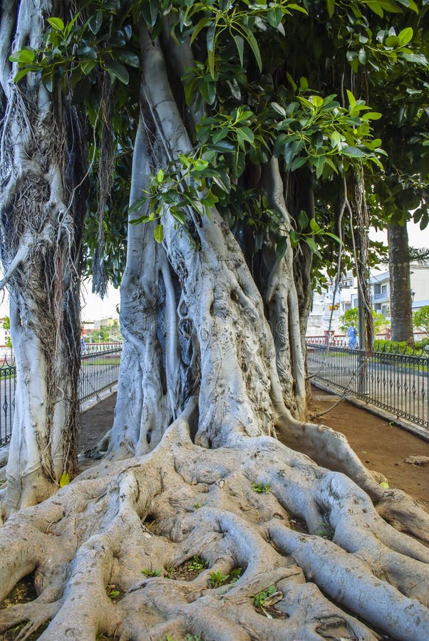 Old tree stock photo. Image of origins, wilderness, plant - 49555014