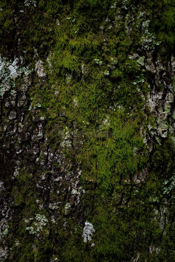 Old Tree Close-up Texture Background. Stock Photo - Image of nature ...