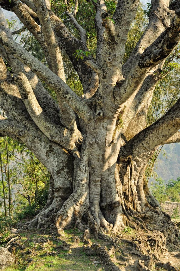 Old tree stock photo. Image of kangchenjunga, scenic - 49544134