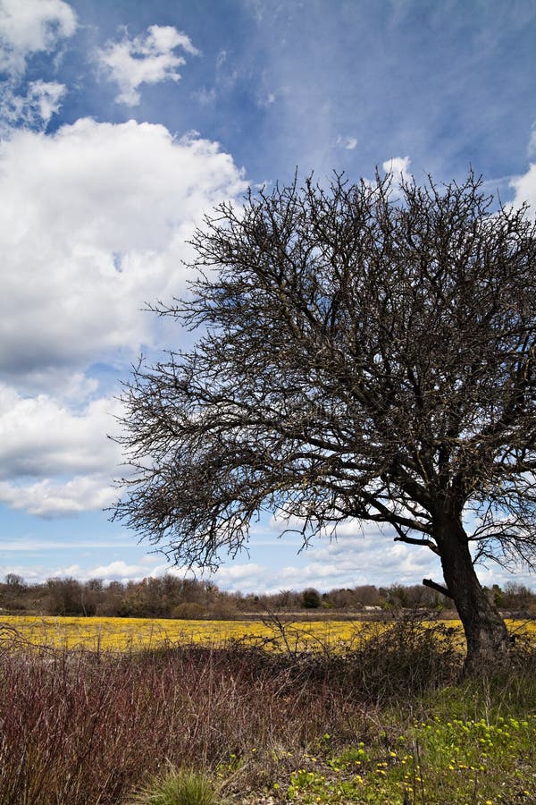 Old tree closeup stock image. Image of field, land, flower - 13782645