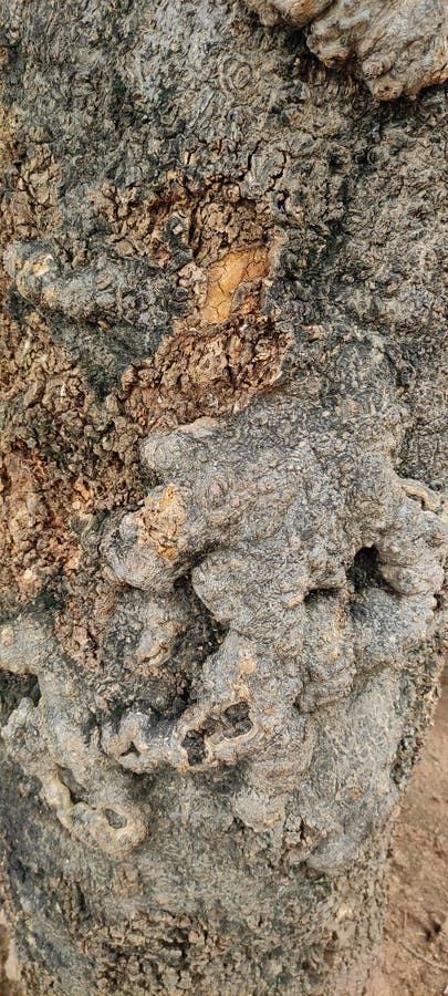 Old Tree Closeup Beautiful Details Image Stock Image - Image of ...