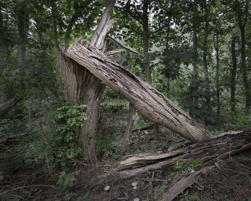 Forest Decay stock photo. Image of bark, abstract, tree - 79304282