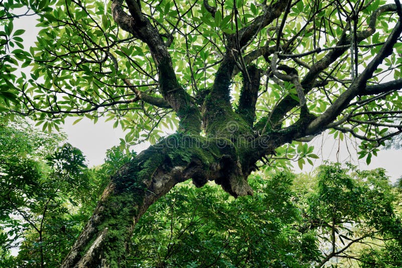 An Old Tree Covered with Moss Stock Image - Image of outdoors, garden ...