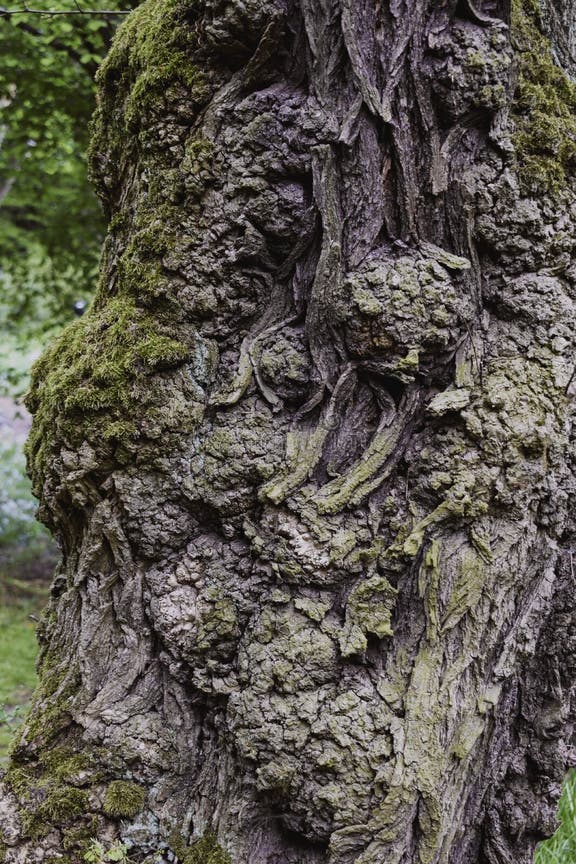 Old tree covered in moss stock photo. Image of daylight - 196231646