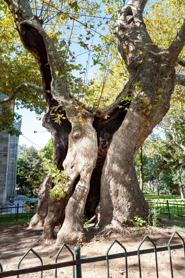 Old Tree. Old Cracked Tree with a Big Hollow. an Ancient Plant Stock ...