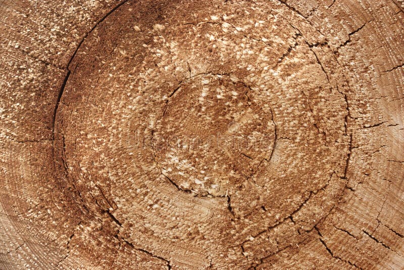 Old Tree Cross Section stock photo. Image of large, chopped - 43960866