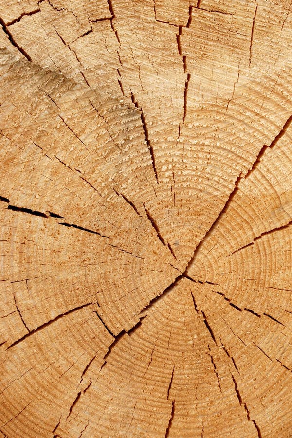Old Tree Cross Section stock image. Image of isolated - 43960873