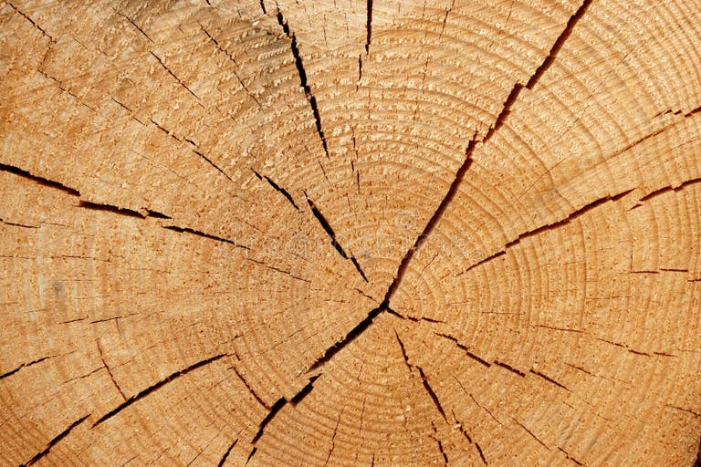 21,311 Tree Cross Section Stock Photos - Free & Royalty-Free Stock ...