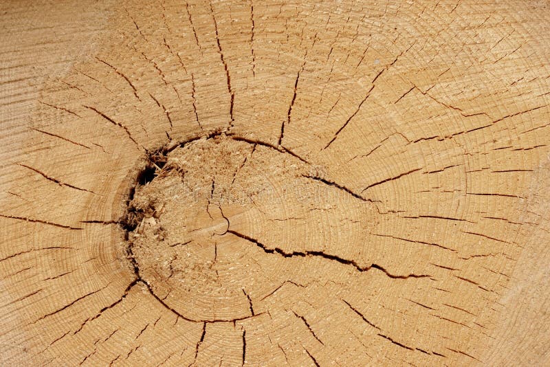 Old Tree Cross Section stock photo. Image of structure - 43960876