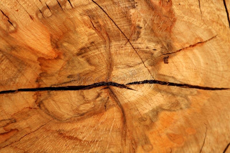 Old Tree Cross Section stock image. Image of color, people - 129308379