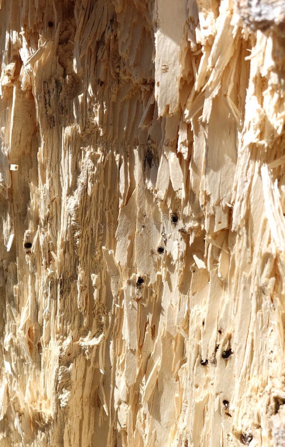 Old Tree Crumbling from Old Age. the Trunk Turns To White Dust Stock ...