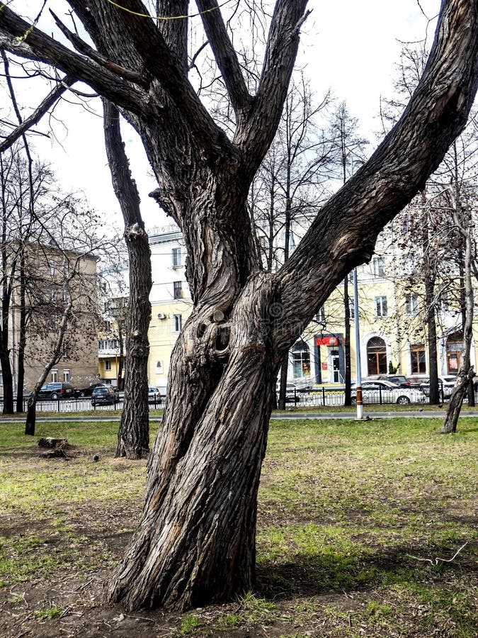 Old Tree with a Curved Wrinkled Trunk Stock Image - Image of natural ...