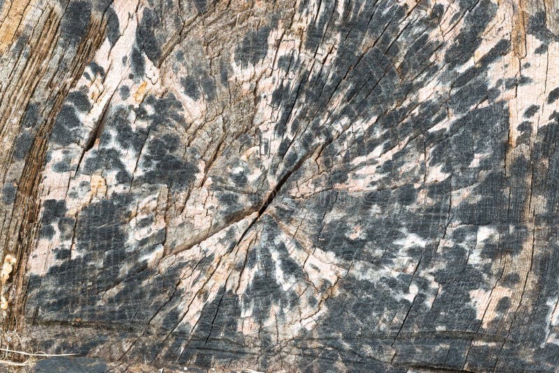 Old tree stock photo. Image of tree, gray, surface, planks - 91565010