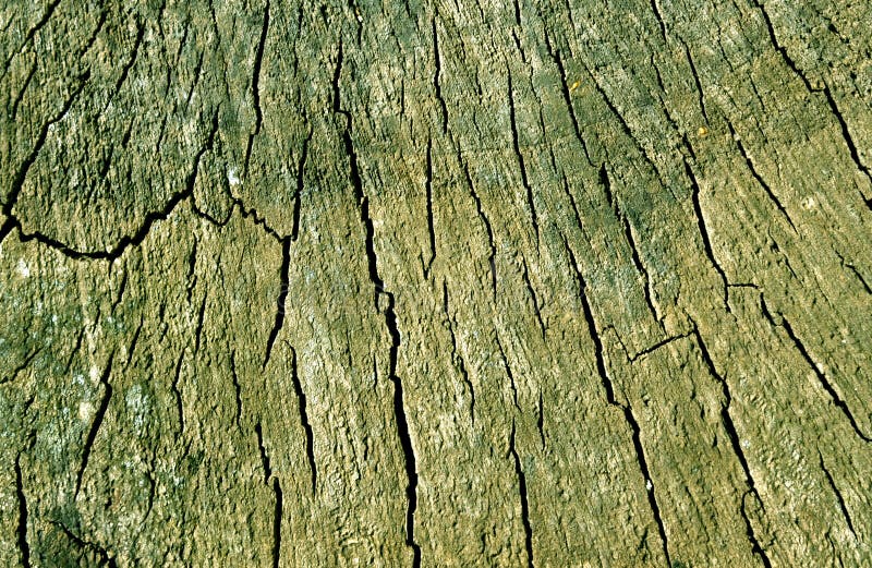 Old tree cut texture. stock photo. Image of history, concentric - 78155174